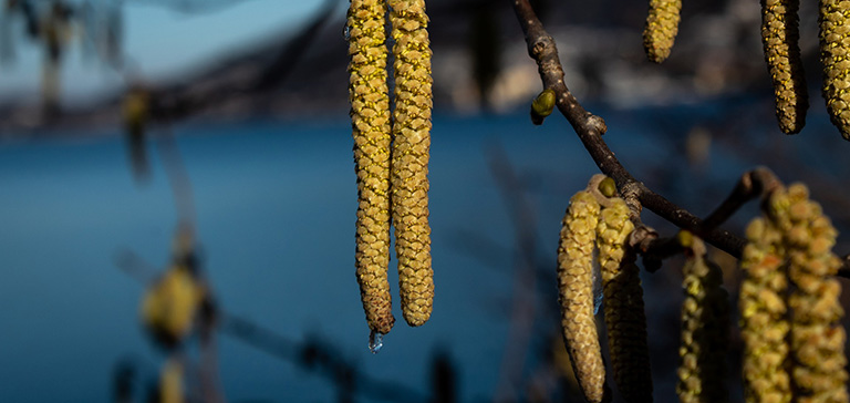 Pollen und Allergie - Archiv - Achtung: Erste Haselpollen reizen die Nase