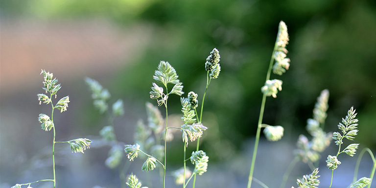 Pollen et allergie - Actualités - La haute saison pollinique débute ...
